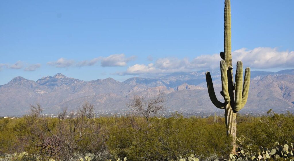 Saguaro : Origine, Histoire Et Secrets De Ce Cactus Géant