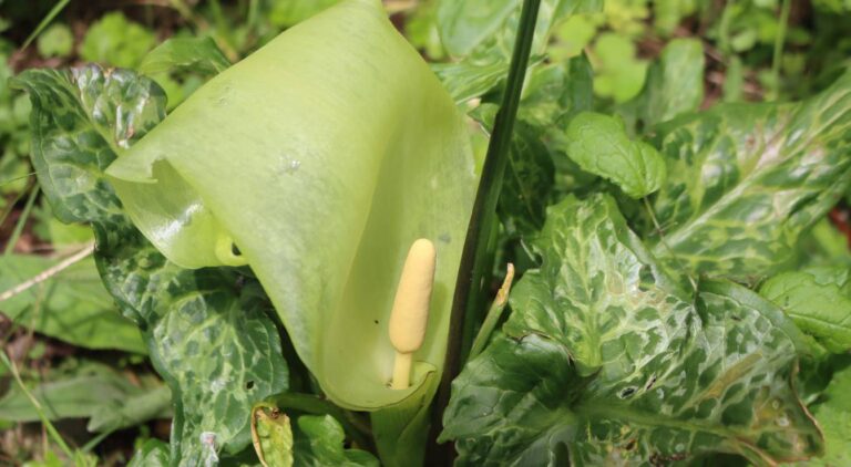 Arum D’Italie : Découvrez Ses Variétés, Usages Et Propriétés