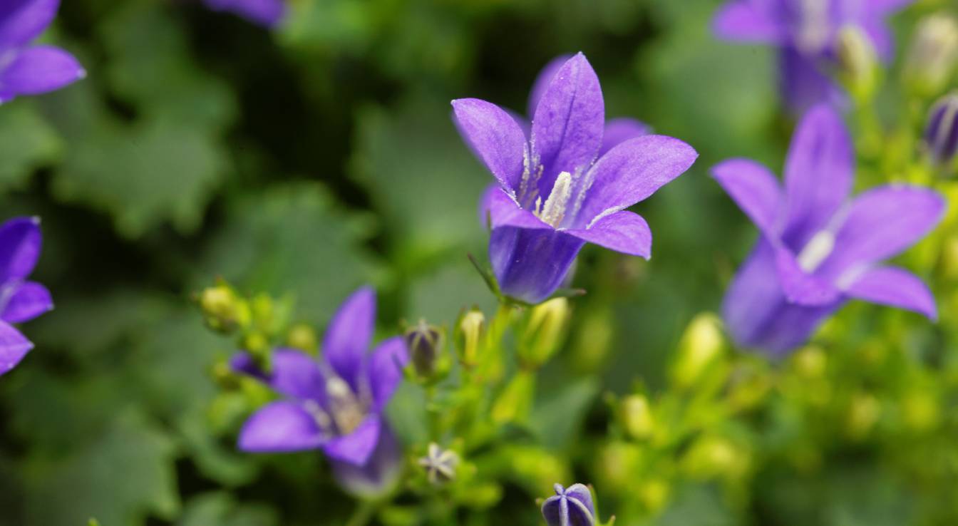 Campanula Portenschlagiana : Plantation, Entretien