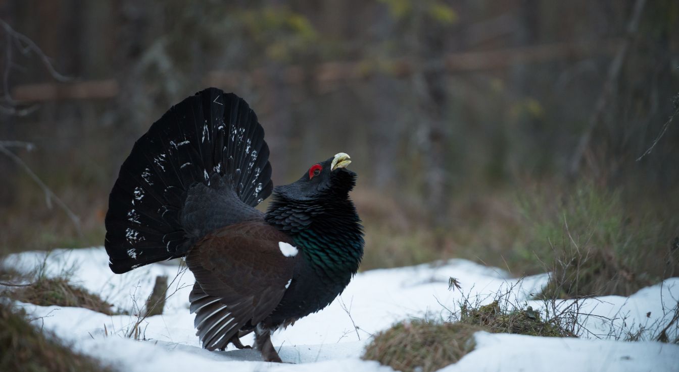 Grand Tétras : Description, Habitat Et Conservation