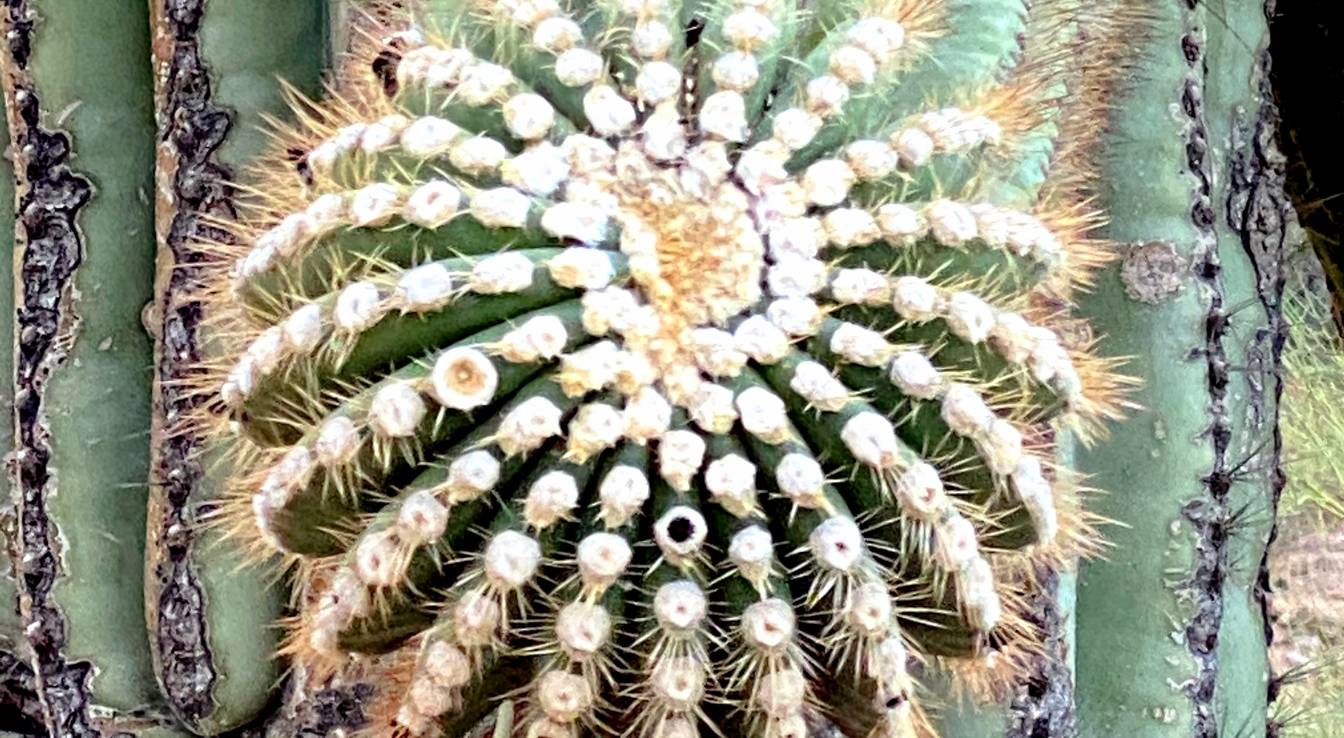 Saguaro : Origine, Histoire Et Secrets De Ce Cactus Géant