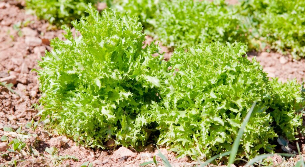 Scarole : Origine, Variétés Et Usages Incontournables