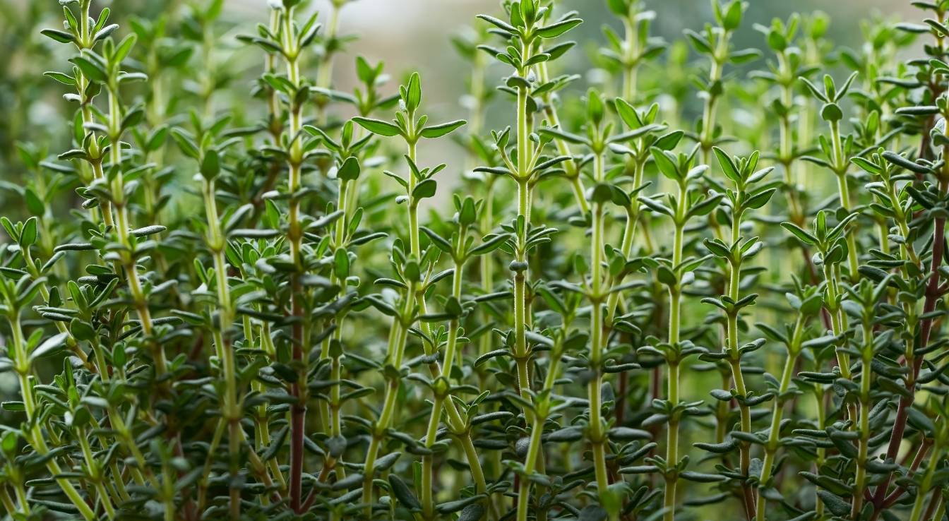 Tailler Le Thym : Quand, Comment Et Avec Quels Outils