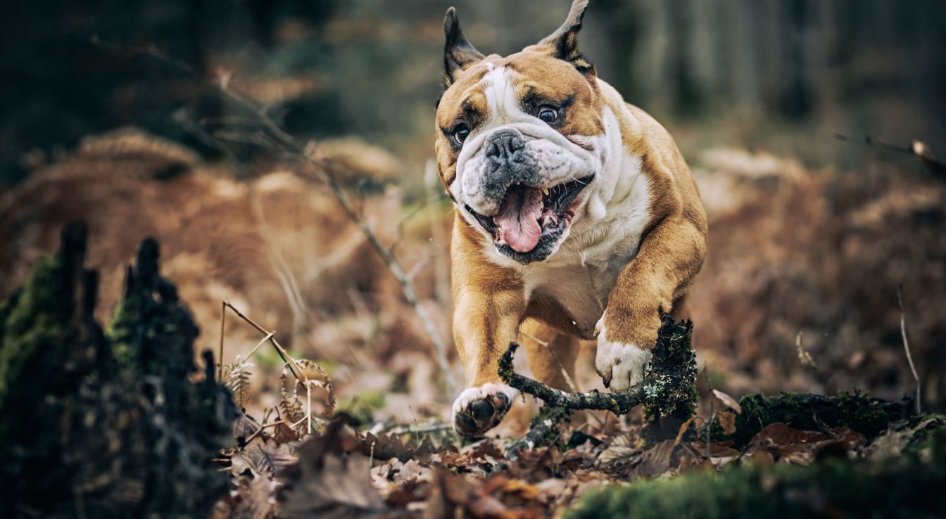 Bulldog Anglais : Tout Savoir Sur Cette Race Attachante