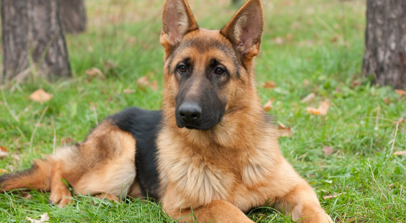 Chiens De Berger : Races, Caractère Et Conseils D’éducation