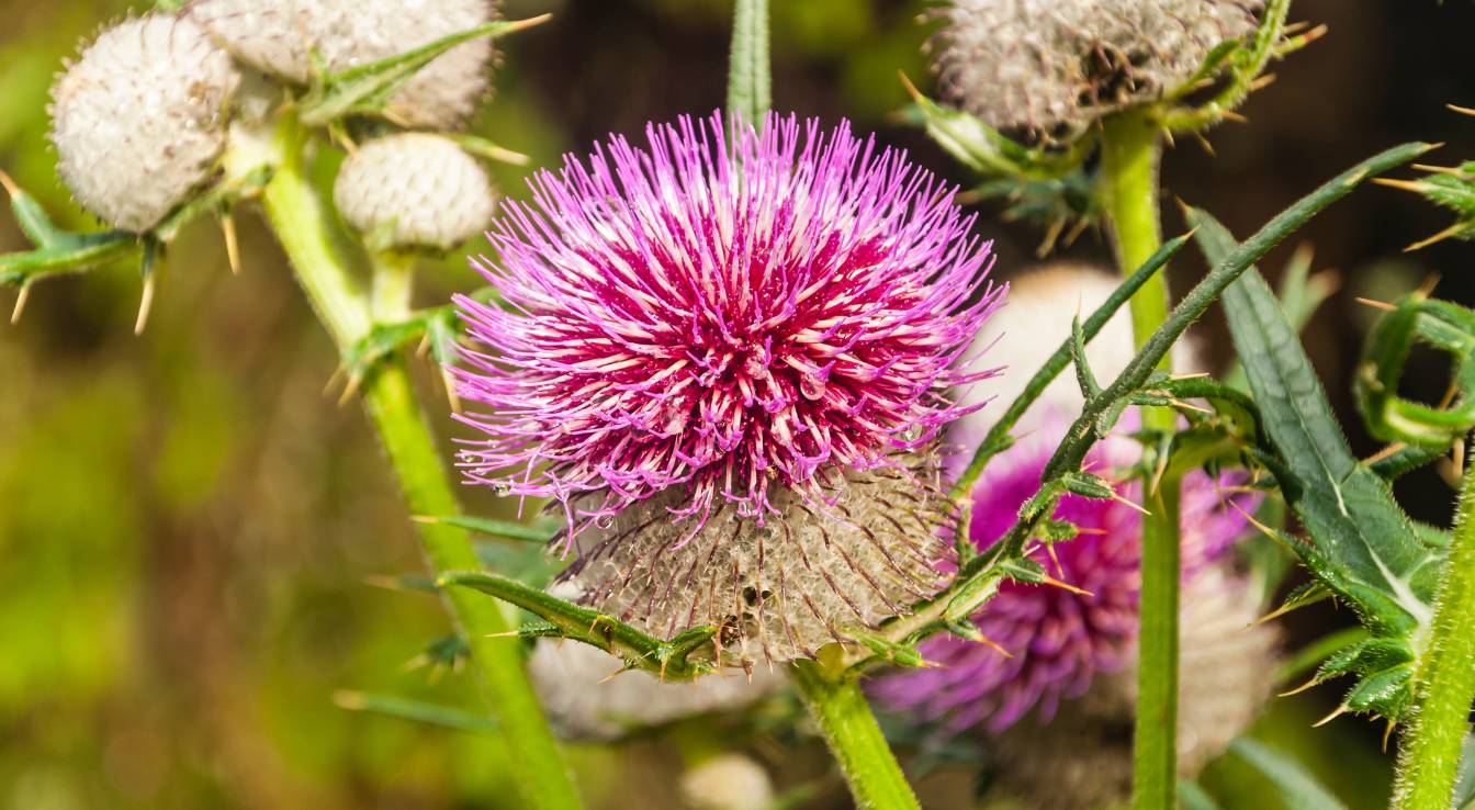 Fleur De Chardon : Espèces, Variétés Et Diversité Botanique