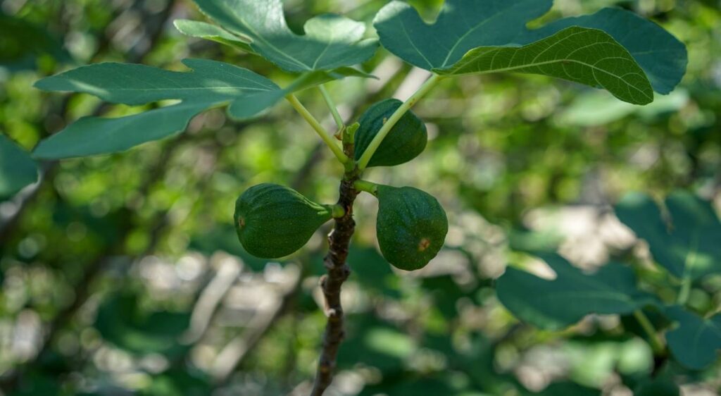 Ficus Carica : Tout Savoir Sur Ses Variétés Et Bienfaits