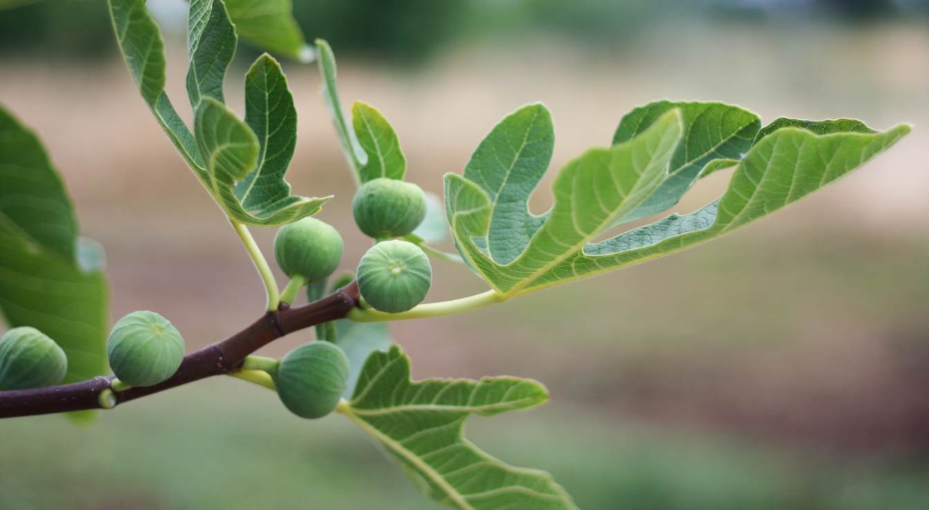 Figue Bourjassotte : Origine, Milieux, Usages, Bienfaits