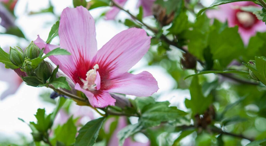 Hibiscus Syriacus : Tout Savoir Sur L'hibiscus De Syrie
