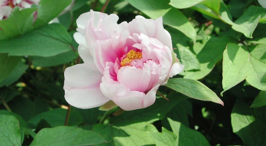 Paeonia Suffruticosa : Origine, Variétés Et Usages