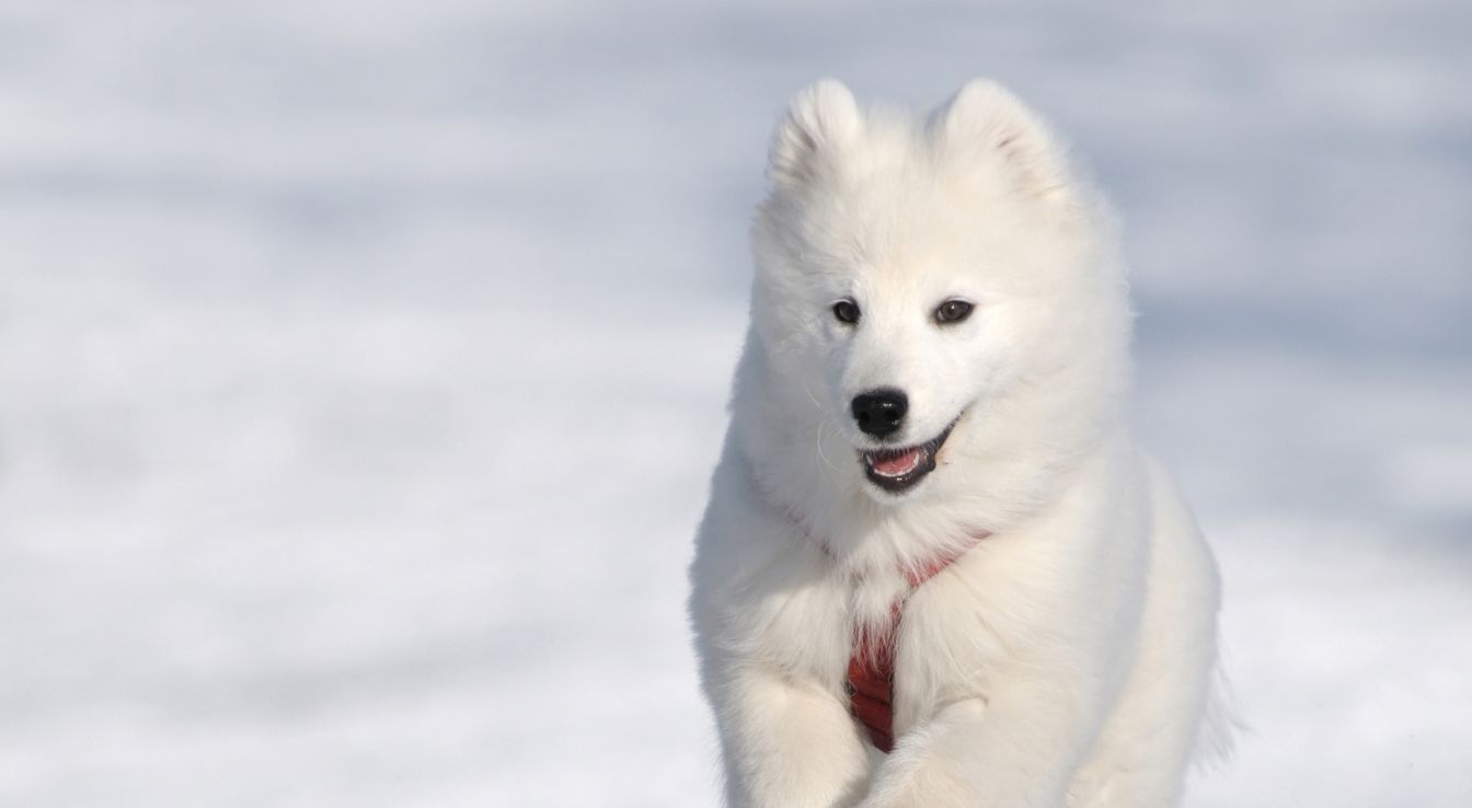 Samoyède : Tout Savoir Sur Ce Chien Magnifique Et Affectueux