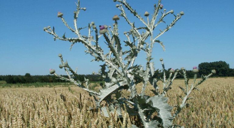 Chardon Géant : Origines, Espèces Et Intérêt écologique