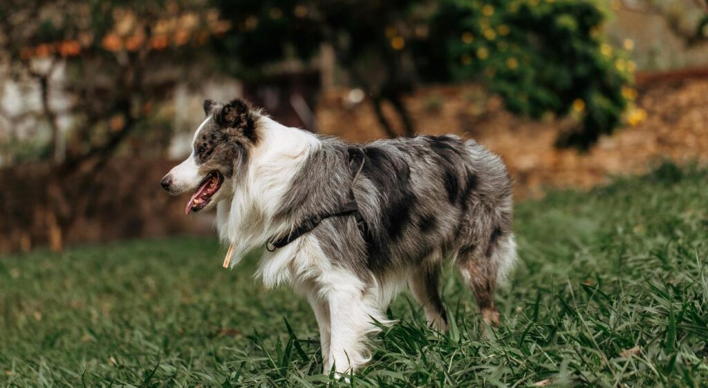 Chien Merle : Tout Savoir Sur Cette Robe Unique Et Rare