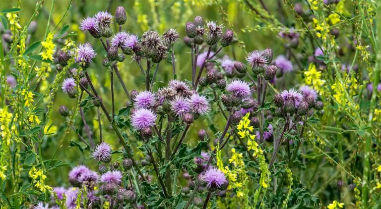Fleur De Chardon : Espèces, Variétés Et Diversité Botanique