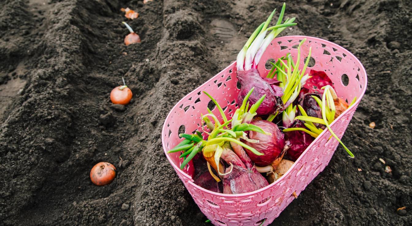 Planter Un Oignon Germé : Méthode Simple Pour Réussir