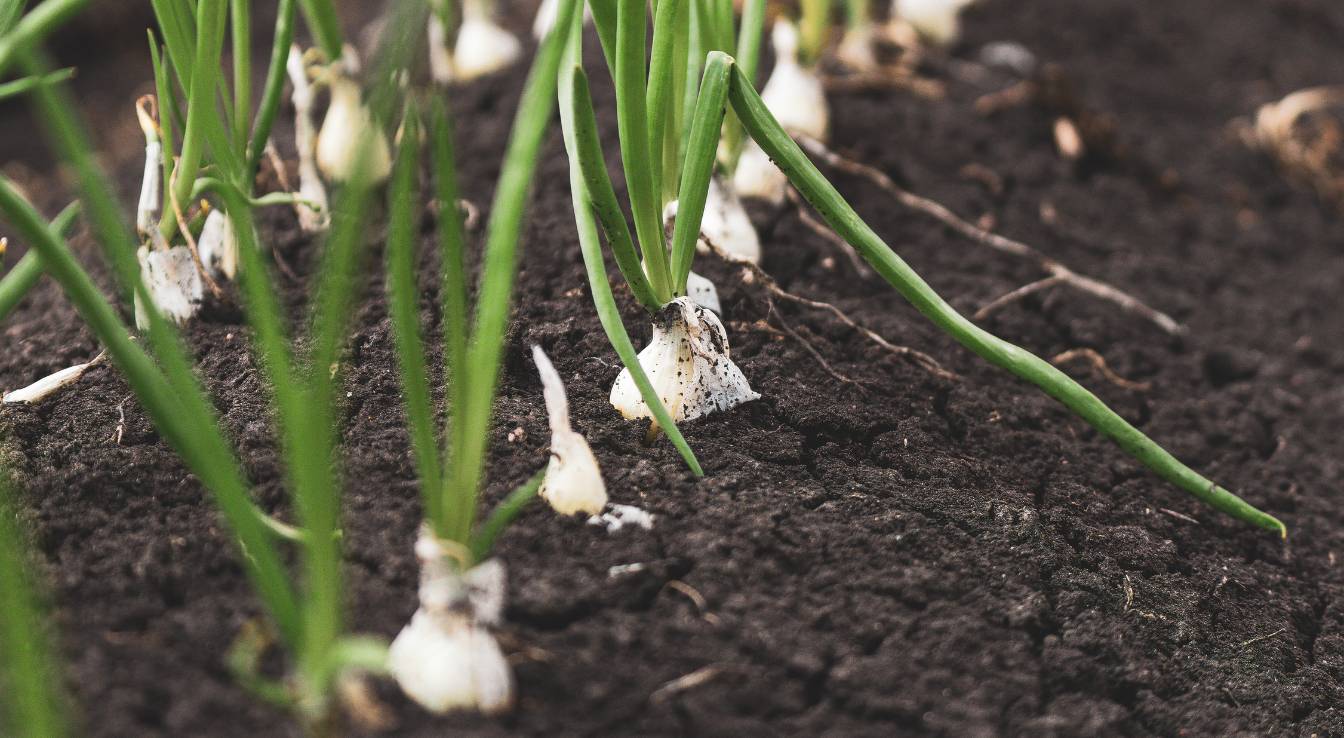 Planter Un Oignon Germé : Méthode Simple Pour Réussir